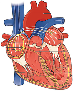 Cardiac Physiology Laboratory – University of Copenhagen